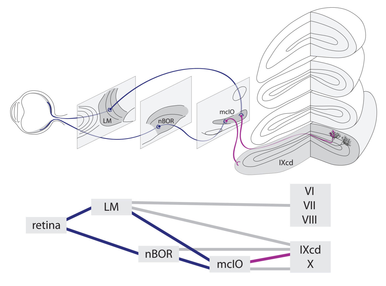 visual abstracts - m. armstrong